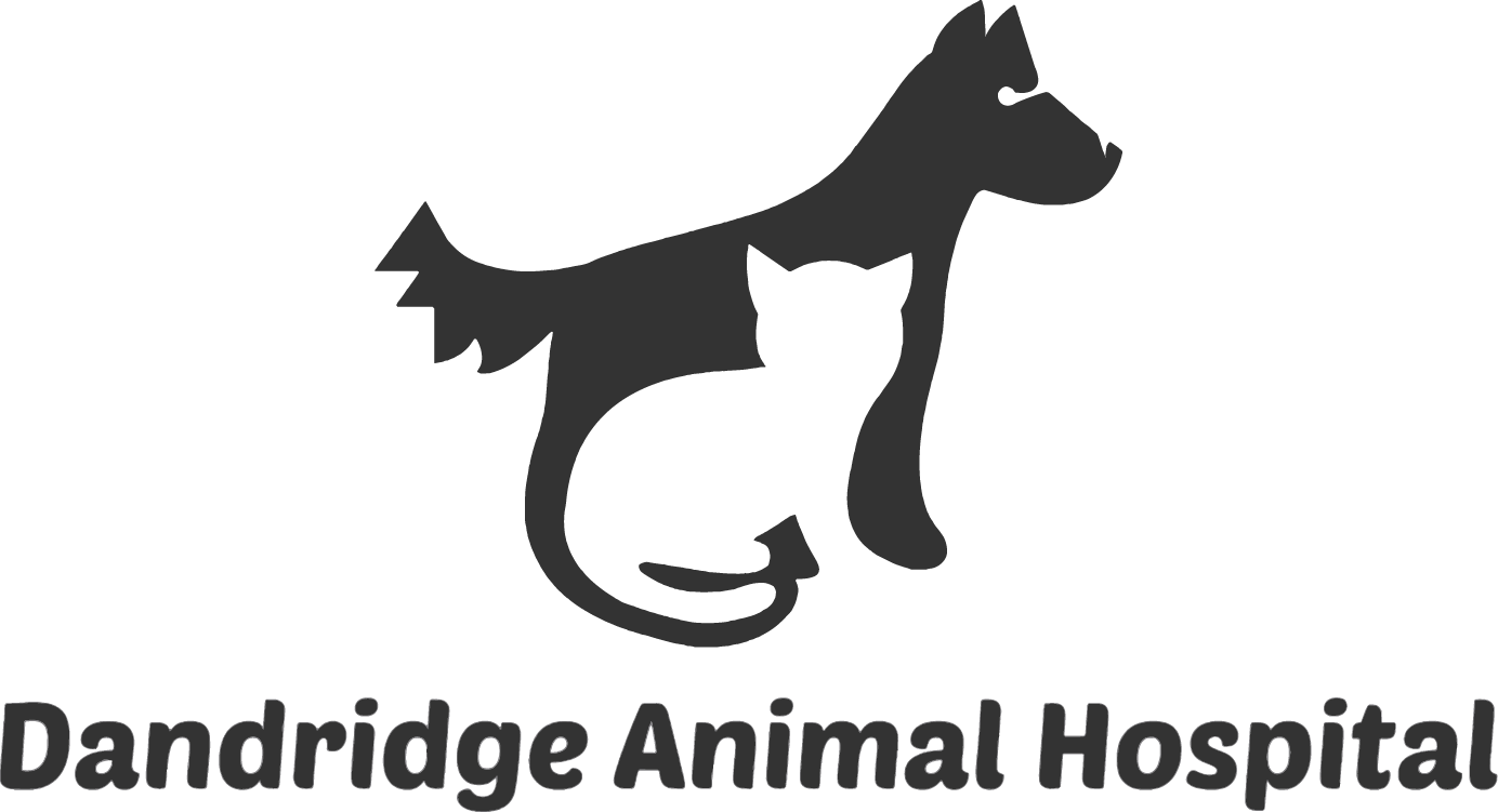 Pet Spaying & Neutering In Dandridge, TN | Dandridge Animal Hospital