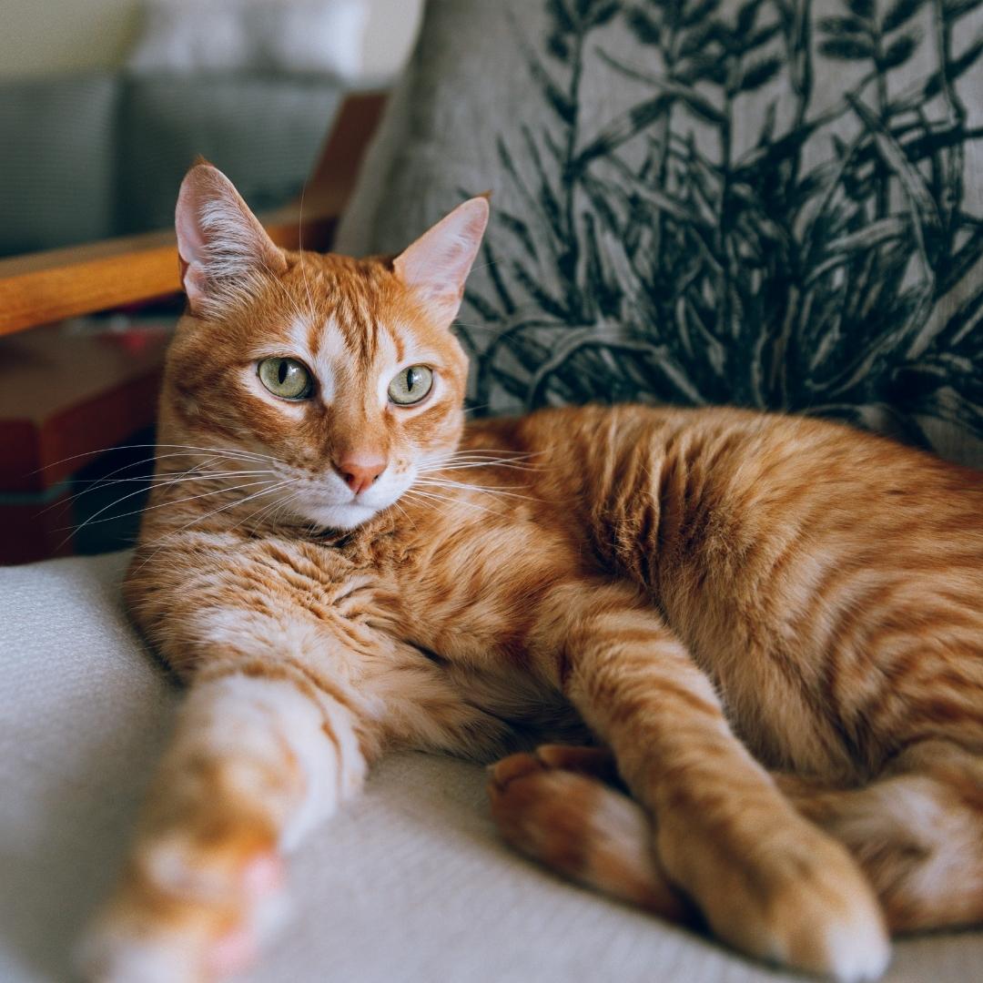 Book Vet Appointment In Dandridge, TN | Dandridge Animal Hospital